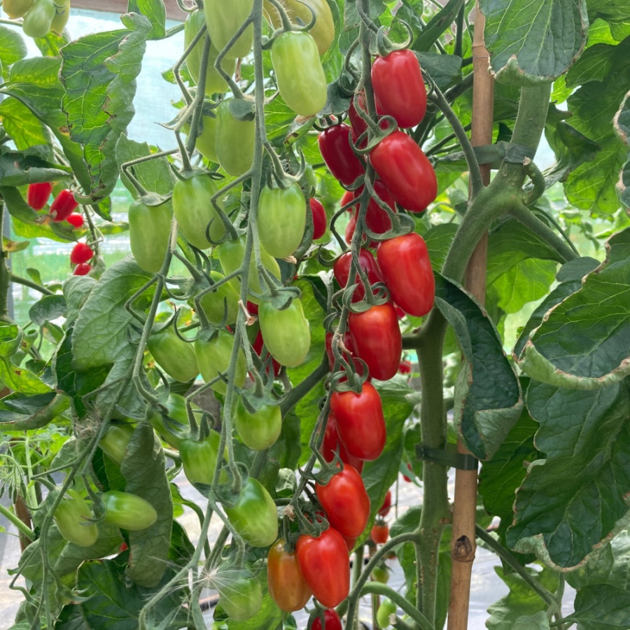 Growing the Best Baby Plum Tomatoes from Seeds